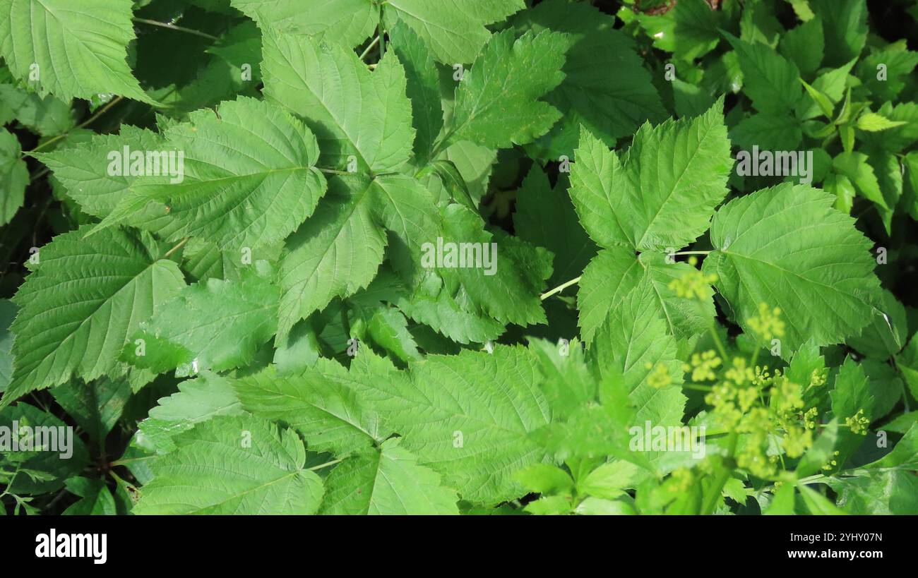 black raspberry (Rubus occidentalis Stock Photo - Alamy