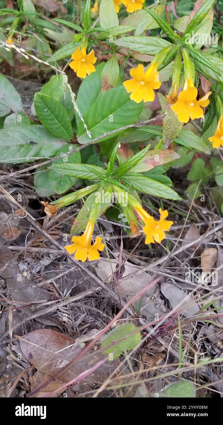 orange bush monkeyflower (Diplacus aurantiacus Stock Photo - Alamy