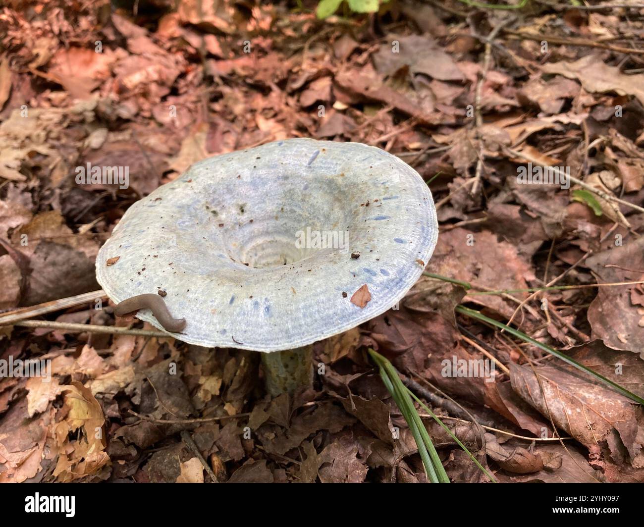 indigo milk cap (Lactarius indigo Stock Photo - Alamy