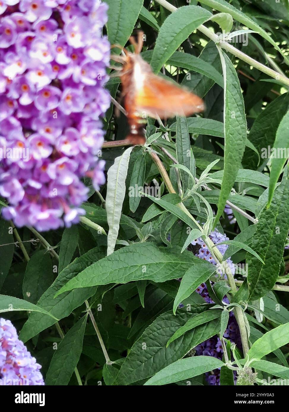 Nessus sphinx hi-res stock photography and images - Alamy