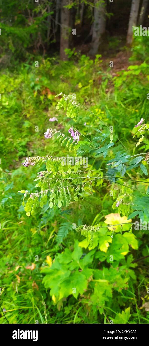 Alpine Sweet-vetch (Hedysarum alpinum Stock Photo - Alamy