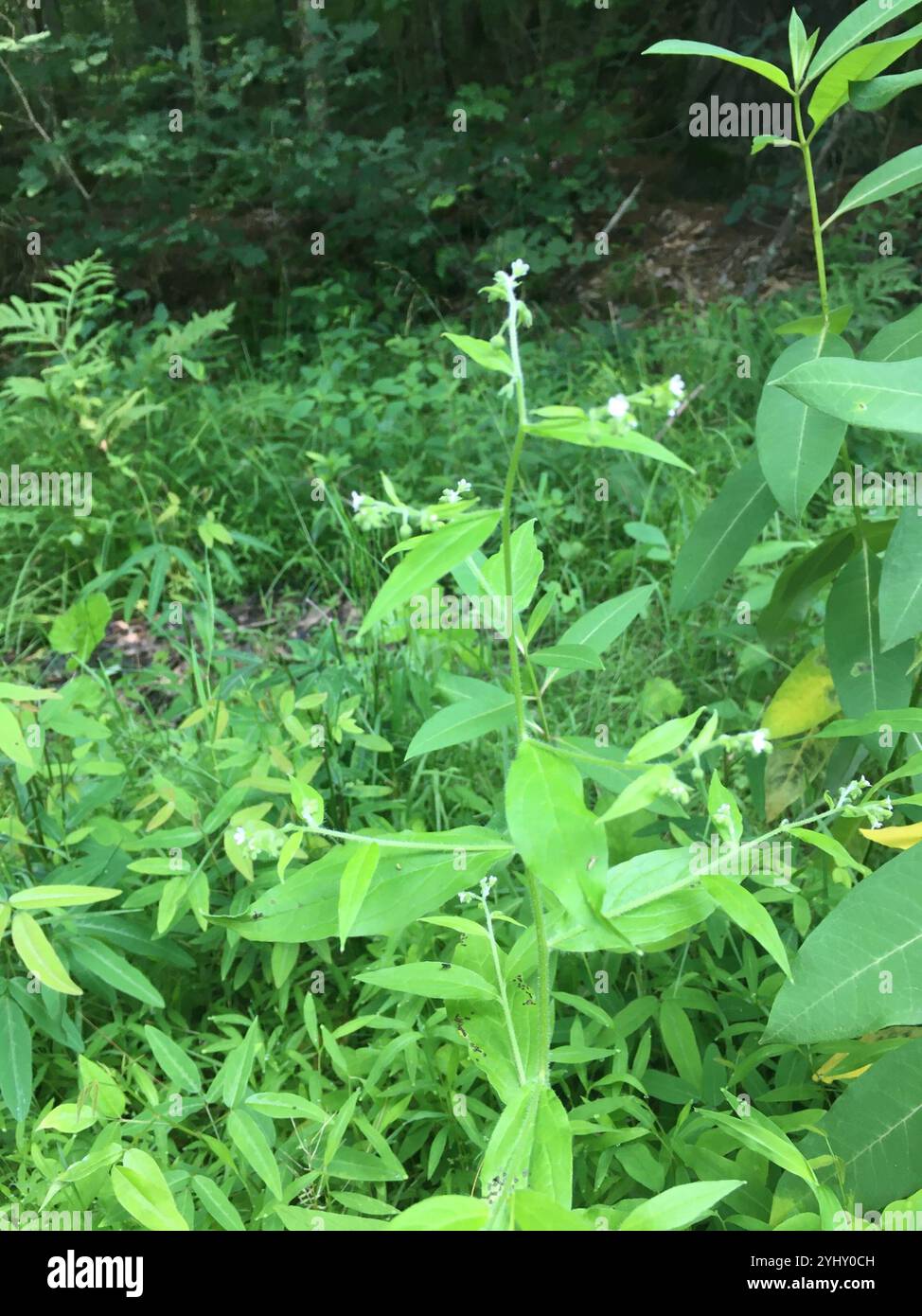 virginia stickseed (Hackelia virginiana Stock Photo - Alamy