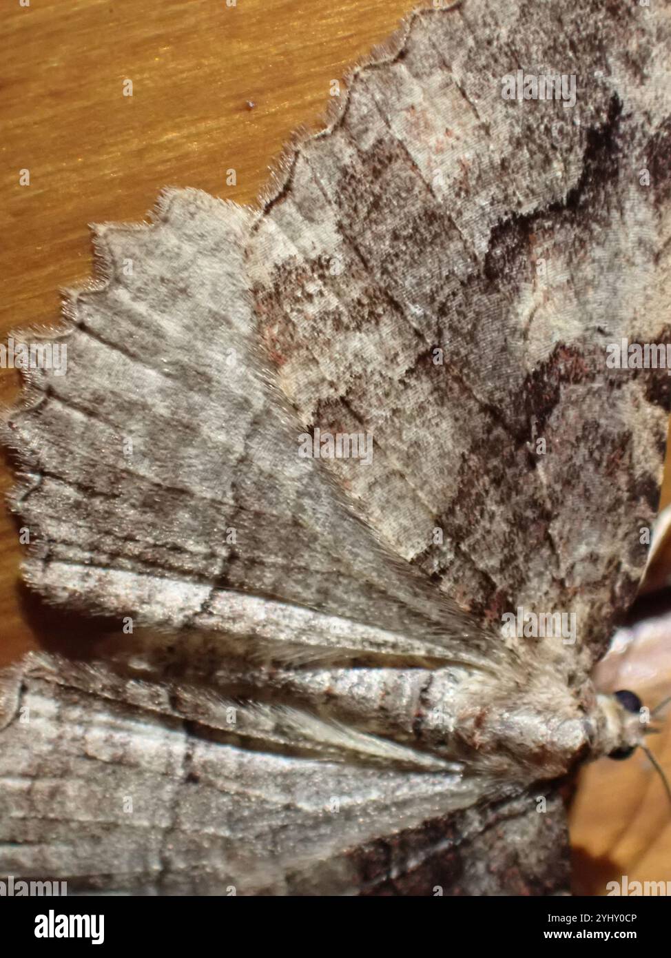 Triphosa haesitata hi-res stock photography and images - Alamy