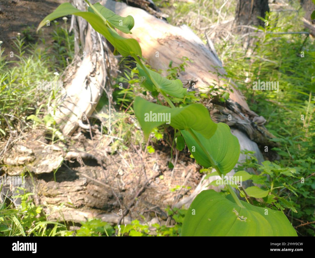 white twisted-stalk (Streptopus amplexifolius Stock Photo - Alamy