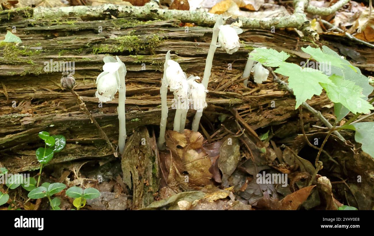 Ghost Pipe (Monotropa uniflora Stock Photo - Alamy