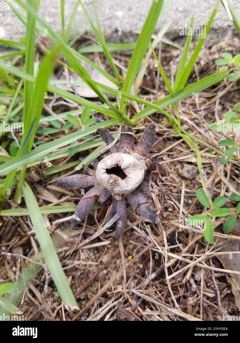 Hygroscopic hi-res stock photography and images - Alamy