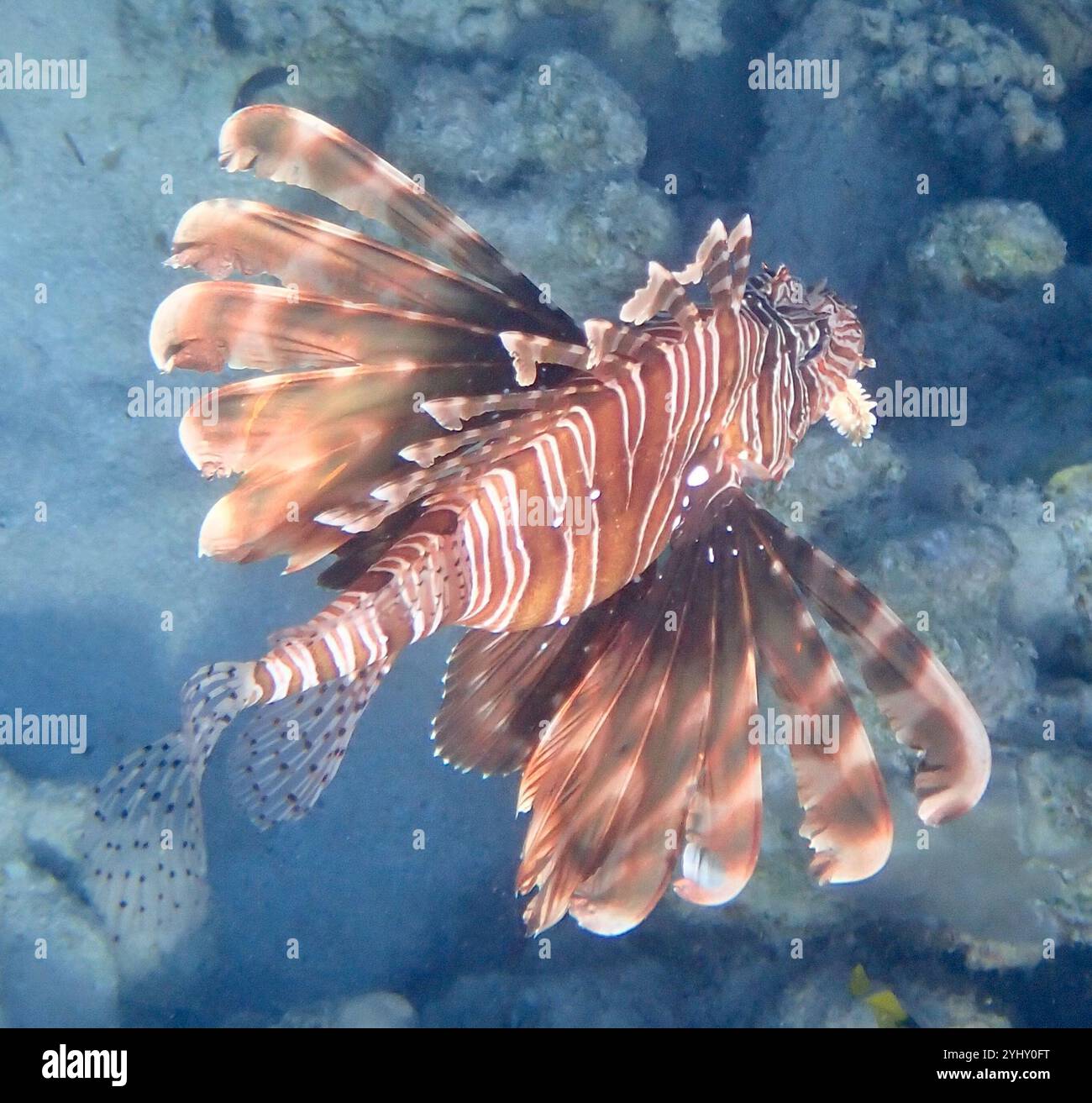 Indian Lionfish (Pterois miles Stock Photo - Alamy