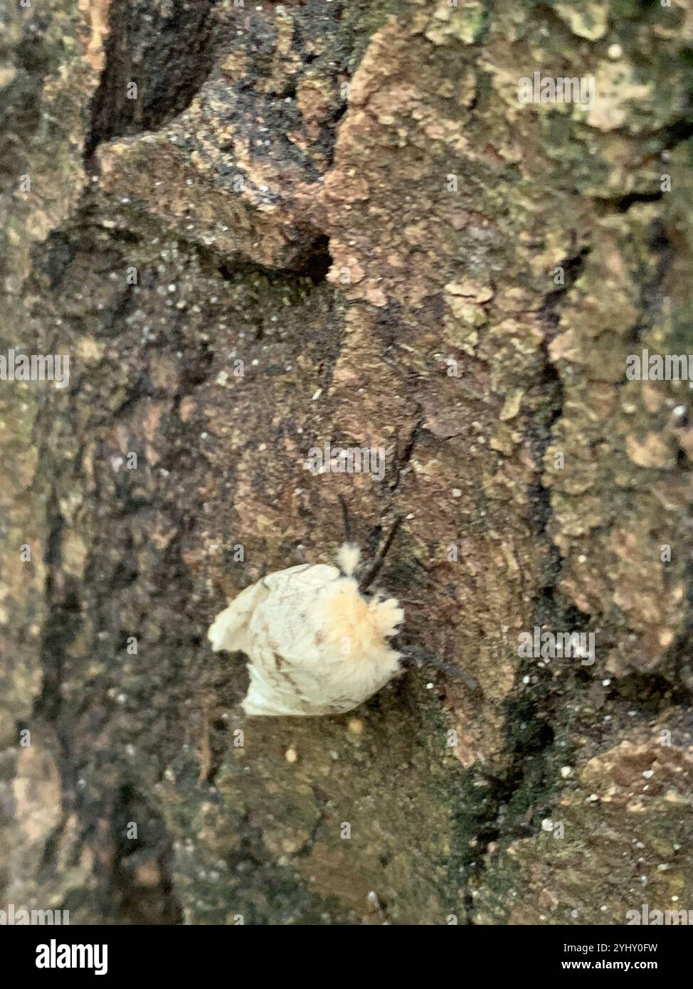 LDD Moth (Lymantria dispar dispar Stock Photo - Alamy