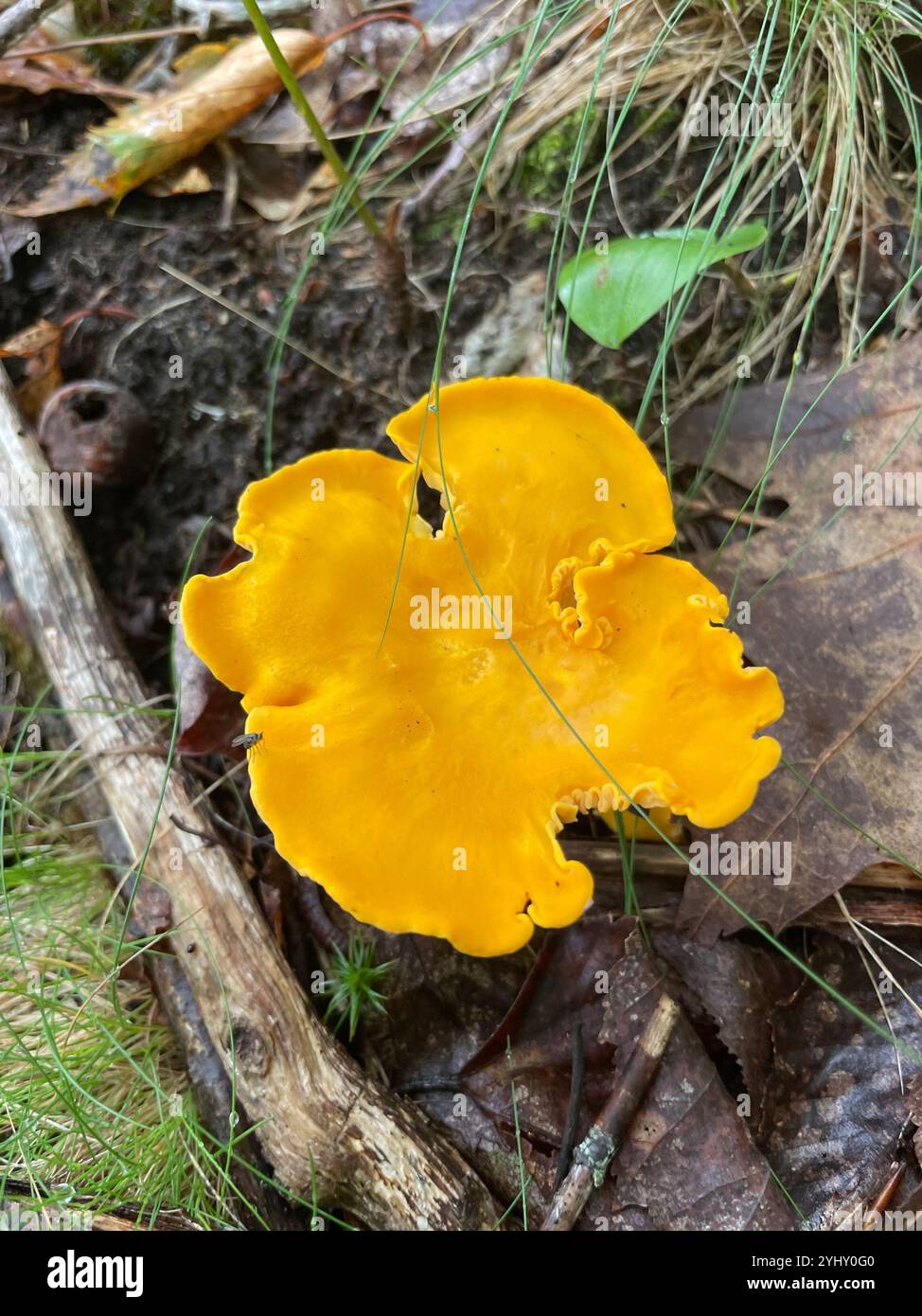 flame trumpet (Craterellus ignicolor Stock Photo - Alamy