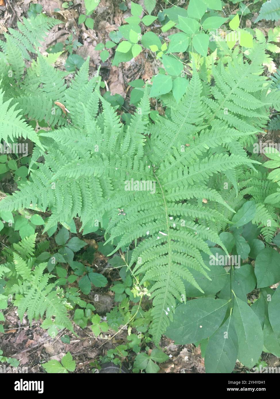 broad beech fern (Phegopteris hexagonoptera Stock Photo - Alamy