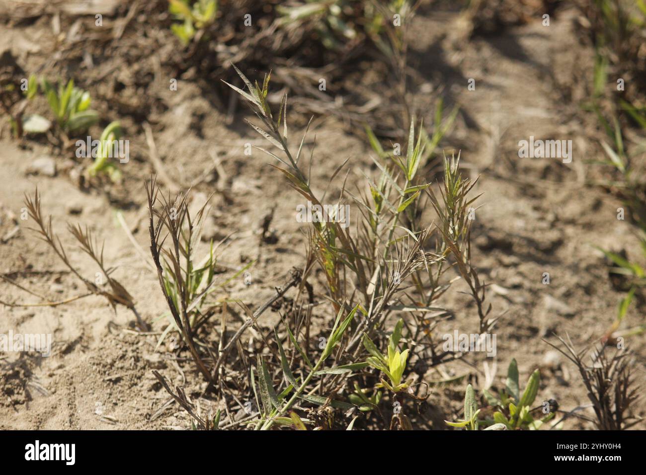 Saltgrass (Distichlis spicata Stock Photo - Alamy
