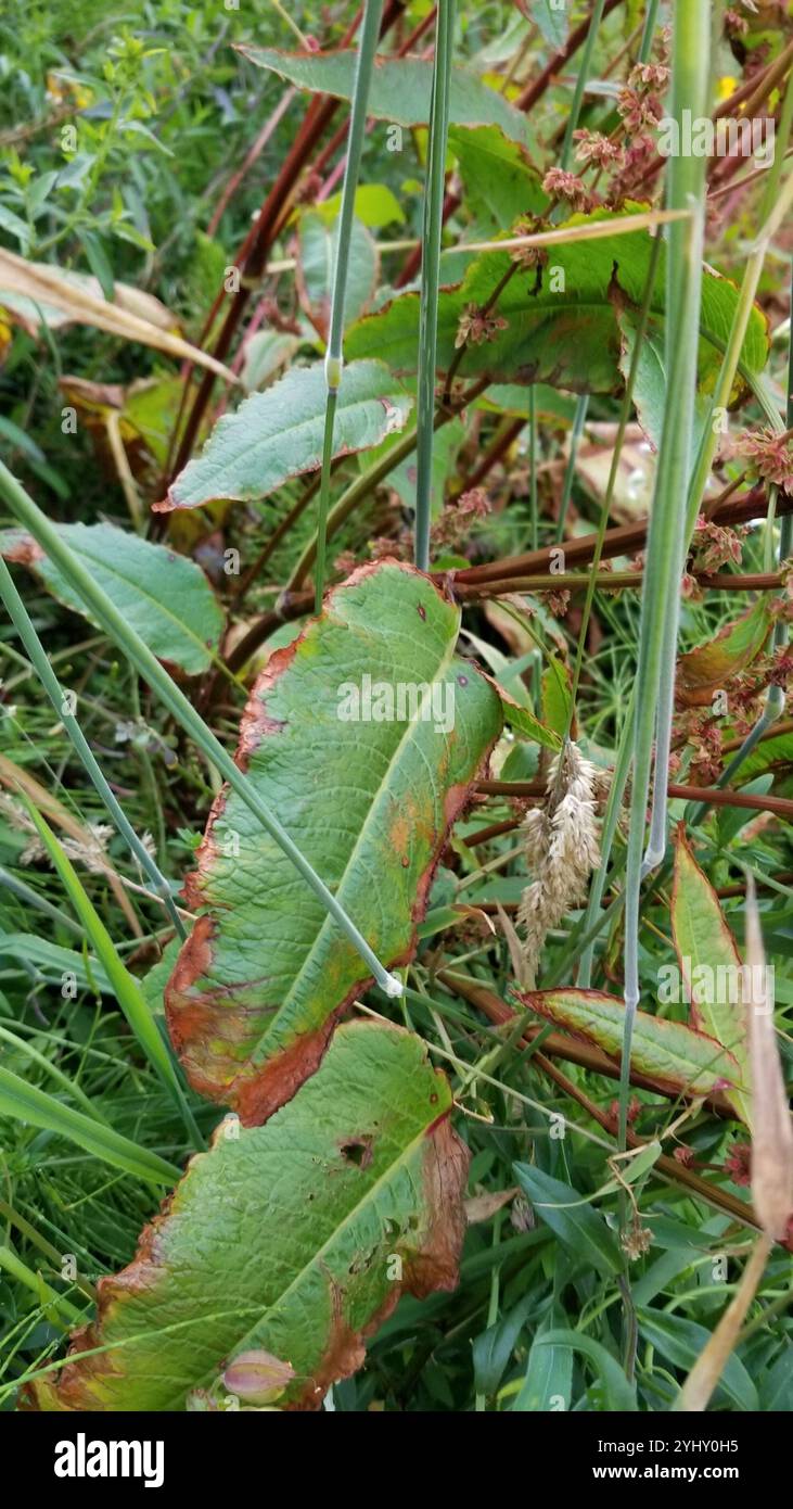 fiddle dock (Rumex pulcher Stock Photo - Alamy