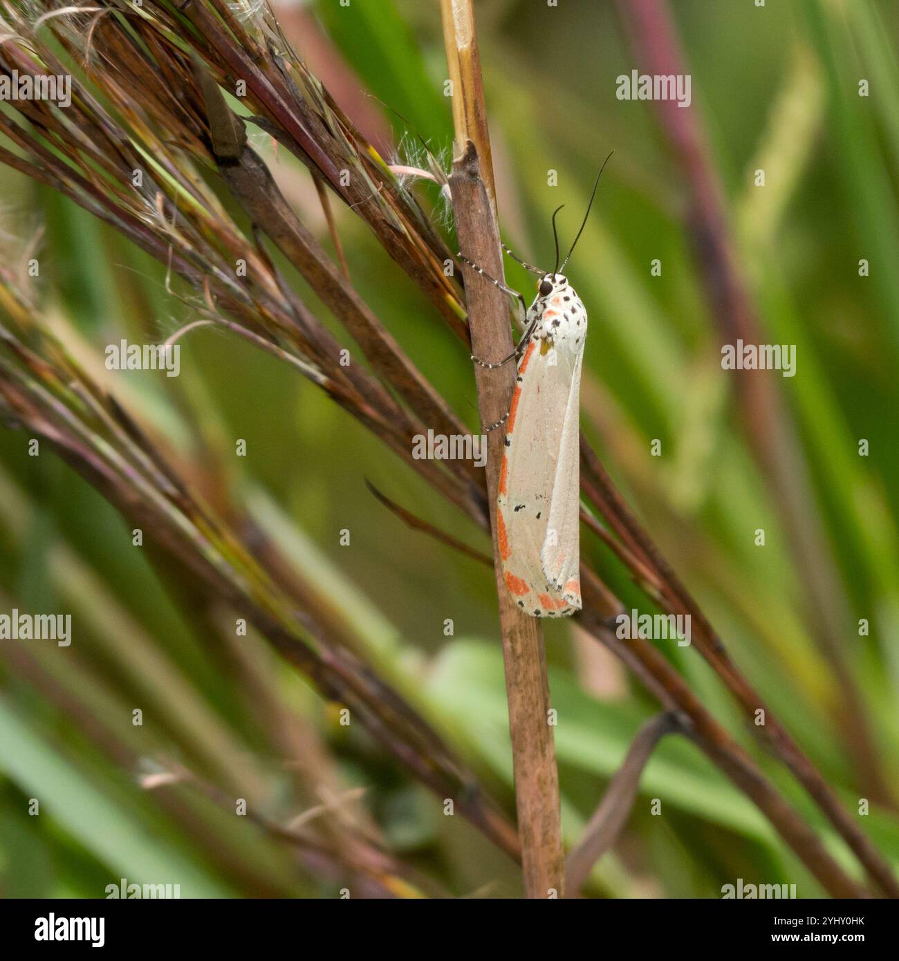 Rattlepod Moths (Utetheisa Stock Photo - Alamy