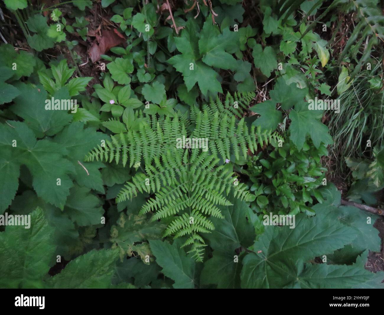 common bracken (Pteridium aquilinum Stock Photo - Alamy