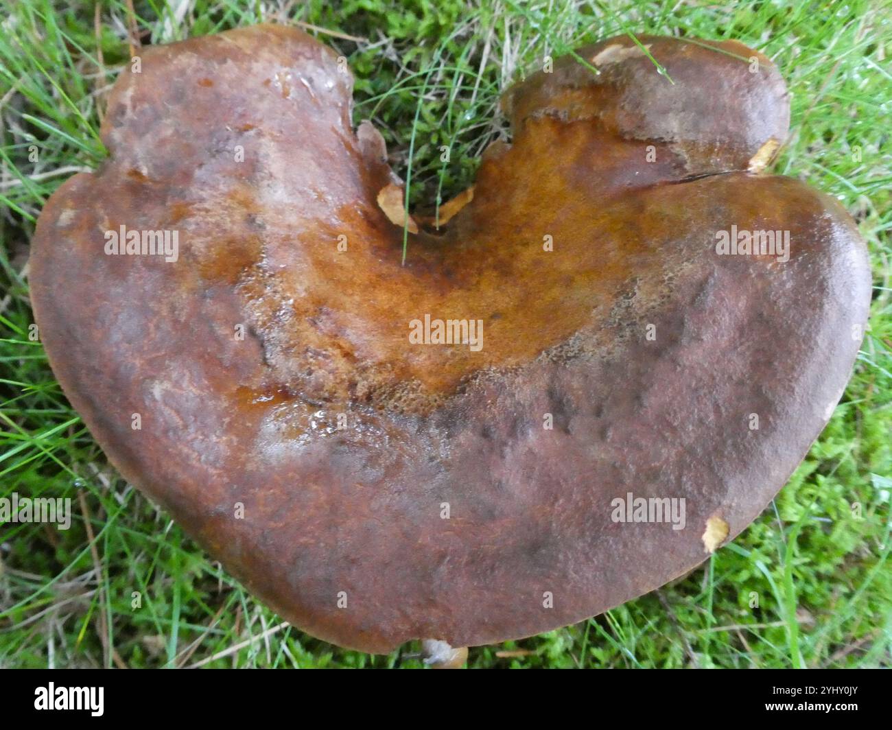 ash-tree bolete (Boletinellus merulioides Stock Photo - Alamy