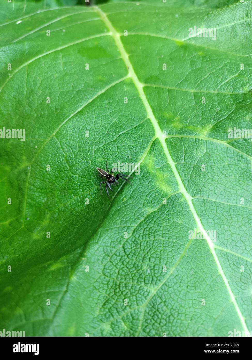 Sylvan Jumping Spider (Colonus sylvanus Stock Photo - Alamy