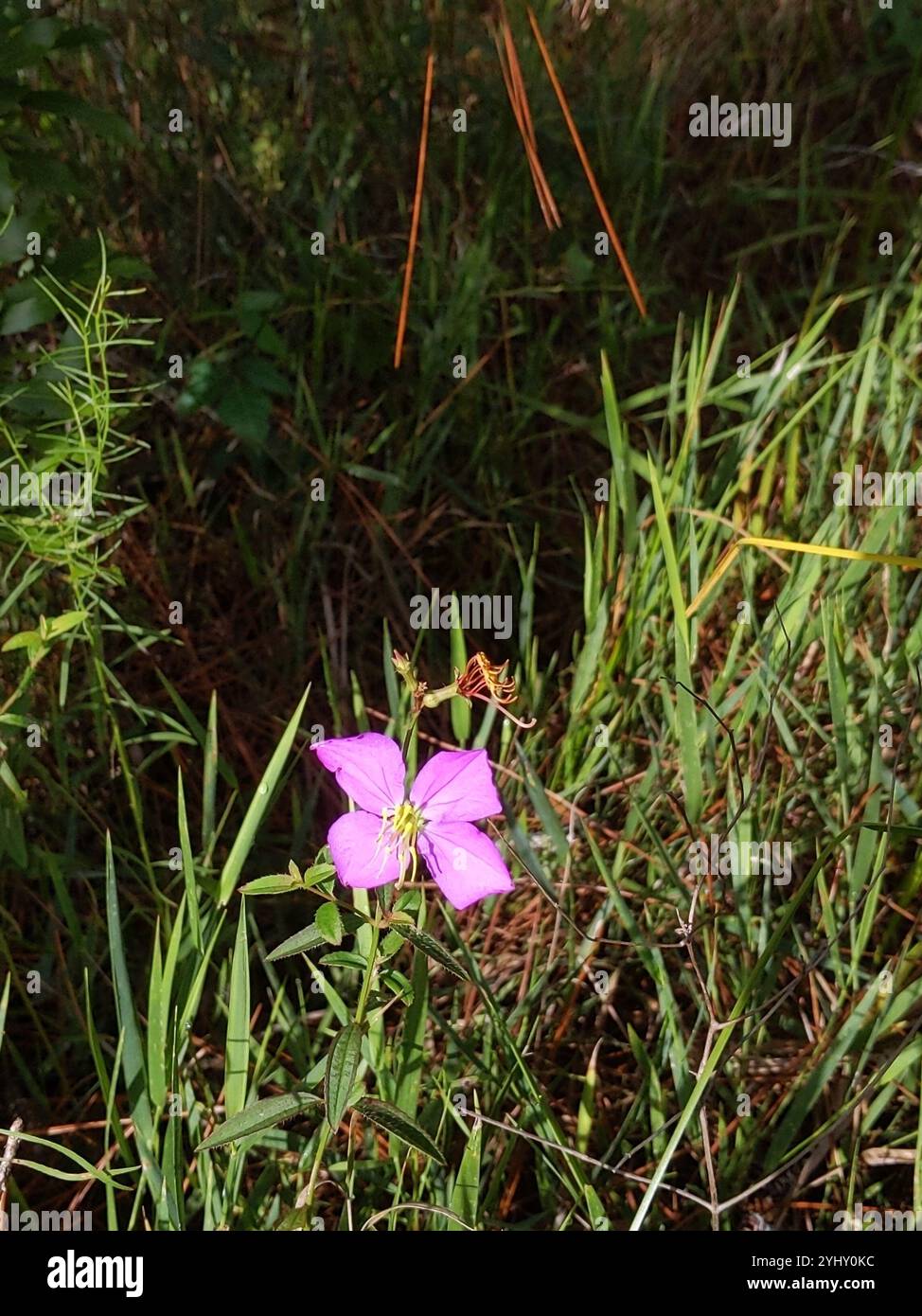 Nashii hi-res stock photography and images - Alamy