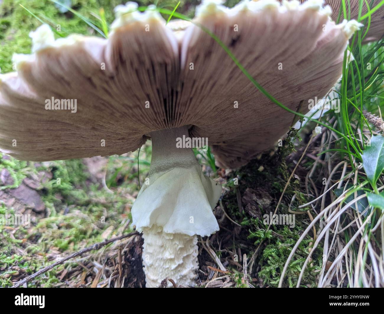 The prince agaricus augustus hi-res stock photography and images - Alamy