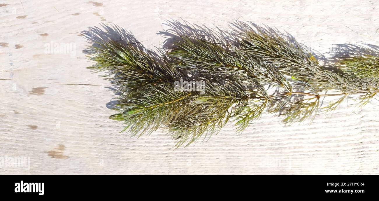coontail (Ceratophyllum demersum Stock Photo - Alamy