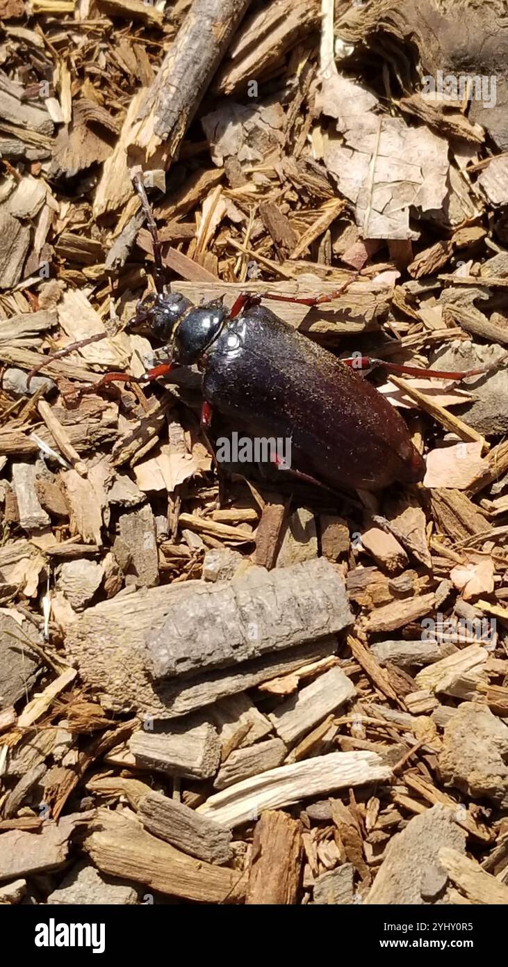 California Root Borer (Prionus californicus Stock Photo - Alamy