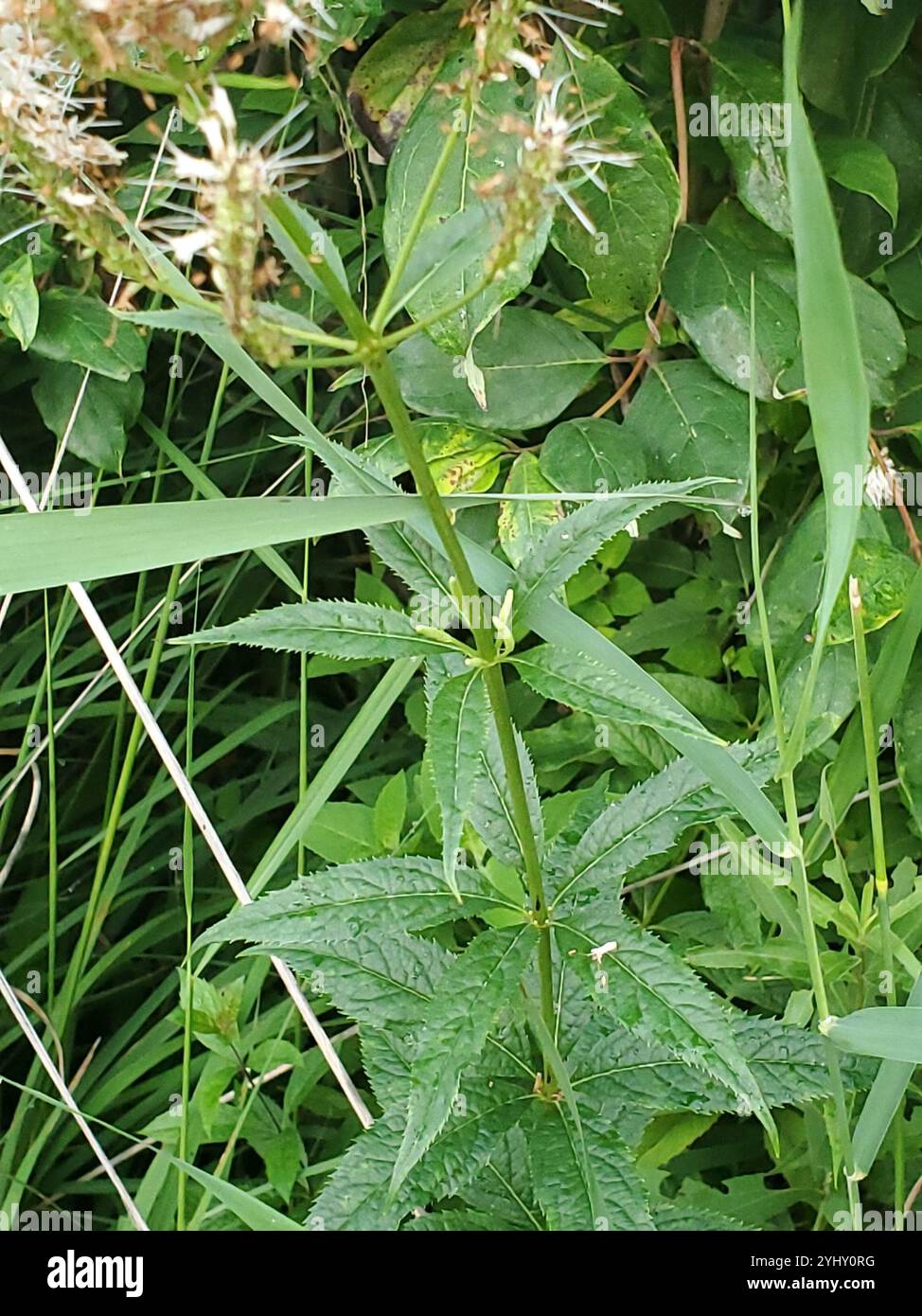 Culver's root (Veronicastrum virginicum Stock Photo - Alamy
