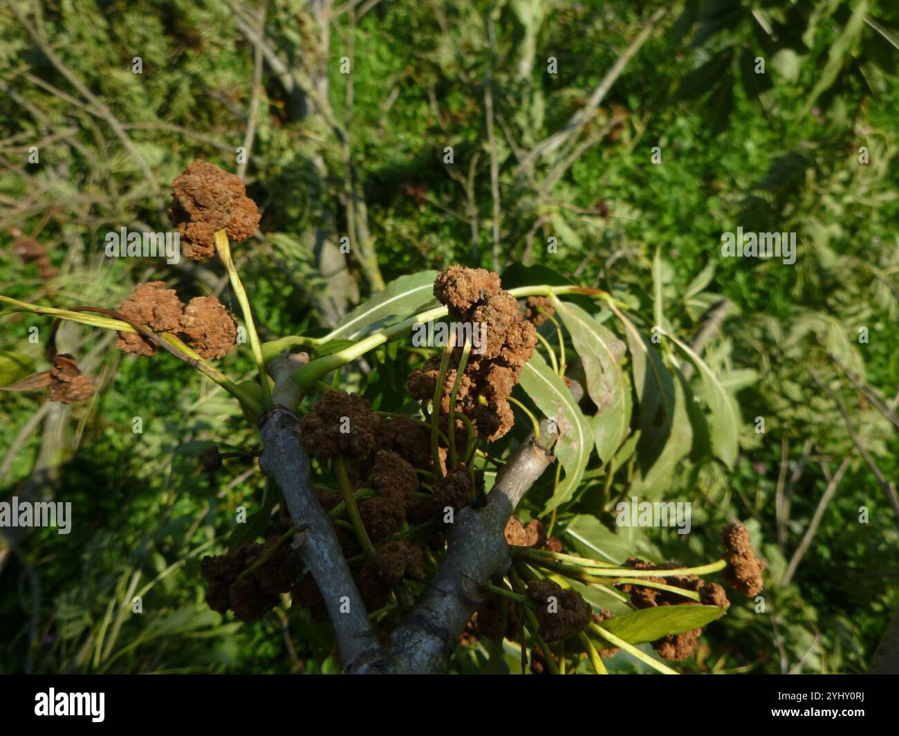 Ash Key Gall Mite (Aceria fraxinivora Stock Photo - Alamy