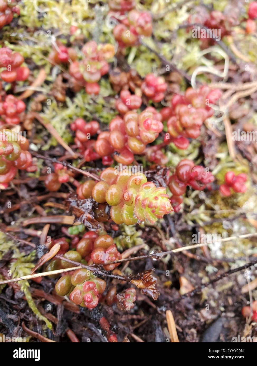 Pacific stonecrop (Sedum divergens Stock Photo - Alamy