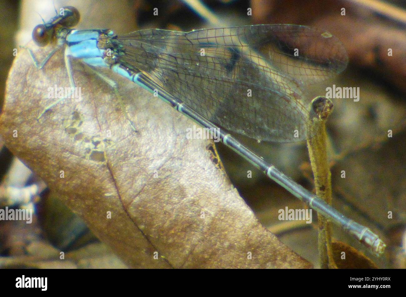 Blue-fronted Dancer (Argia apicalis Stock Photo - Alamy