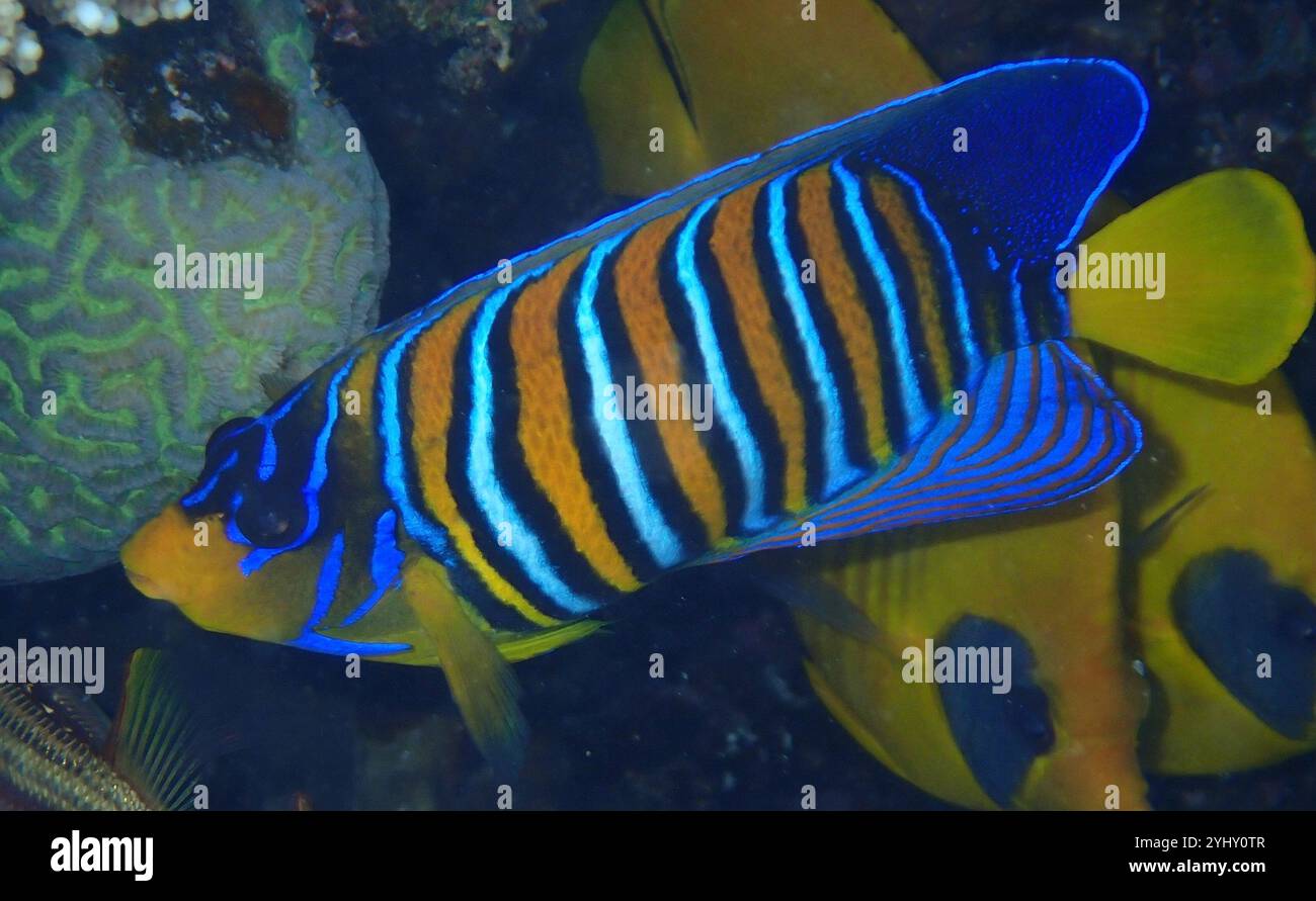 Regal Angelfish (Pygoplites diacanthus Stock Photo - Alamy