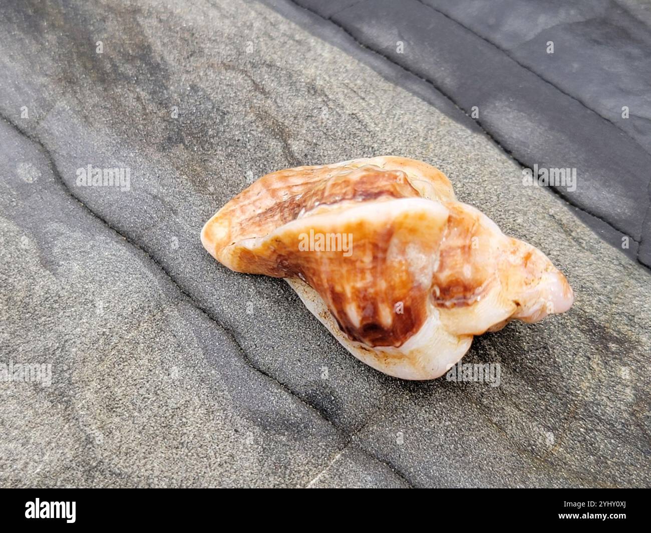 Murex Snails (Muricidae Stock Photo - Alamy