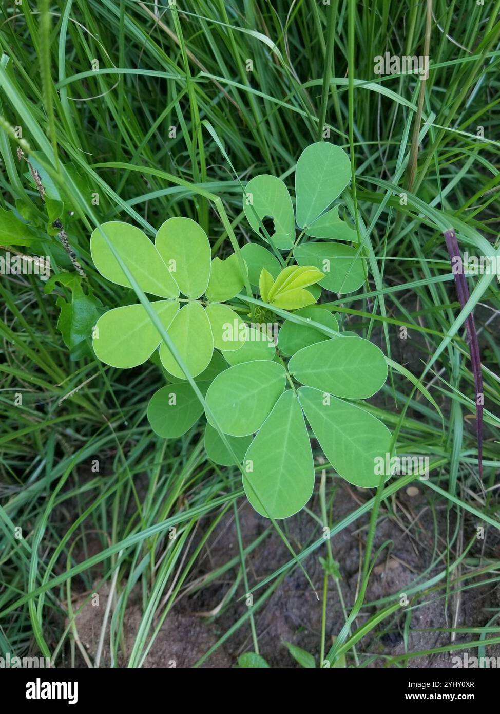 American Sicklepod (Senna obtusifolia Stock Photo - Alamy
