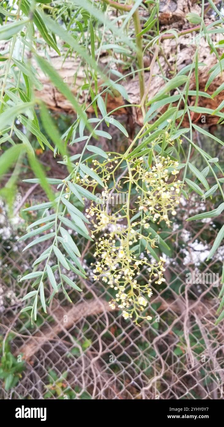 Peruvian Pepper Tree (Schinus molle Stock Photo - Alamy