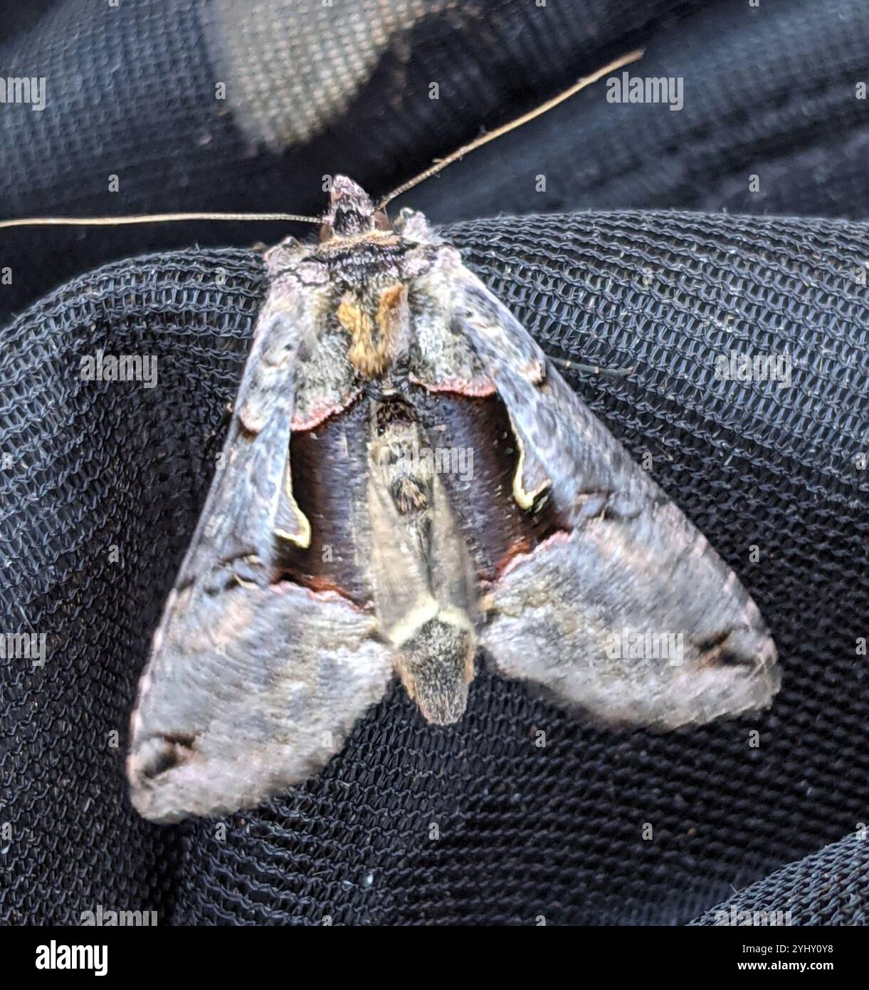 Large Looper Moth (Autographa ampla Stock Photo - Alamy