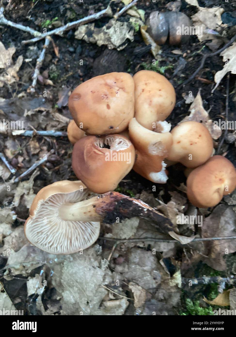 Spindleshank (Gymnopus fusipes Stock Photo - Alamy