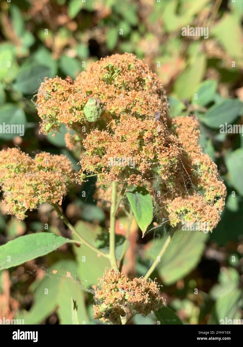 Pyramidal Spirea (Spiraea × pyramidata Stock Photo - Alamy