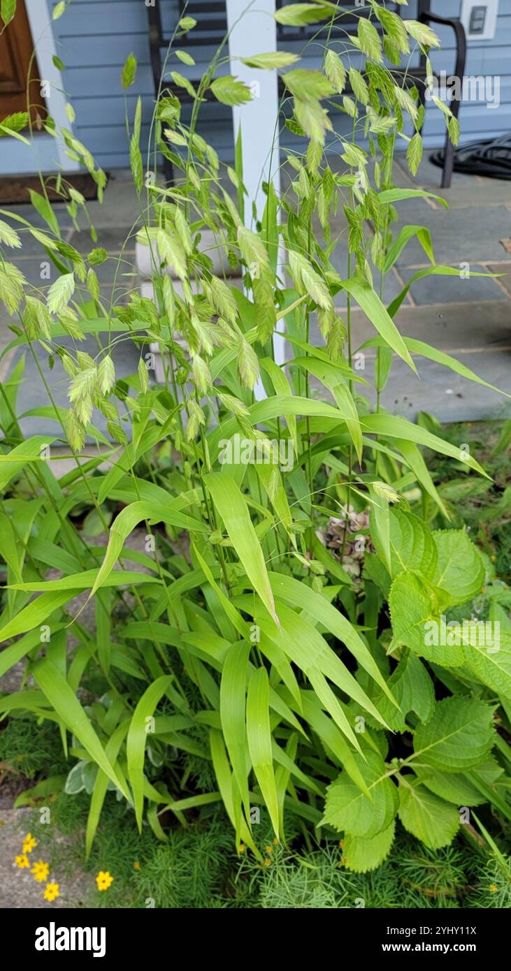inland wood oats (Chasmanthium latifolium Stock Photo - Alamy