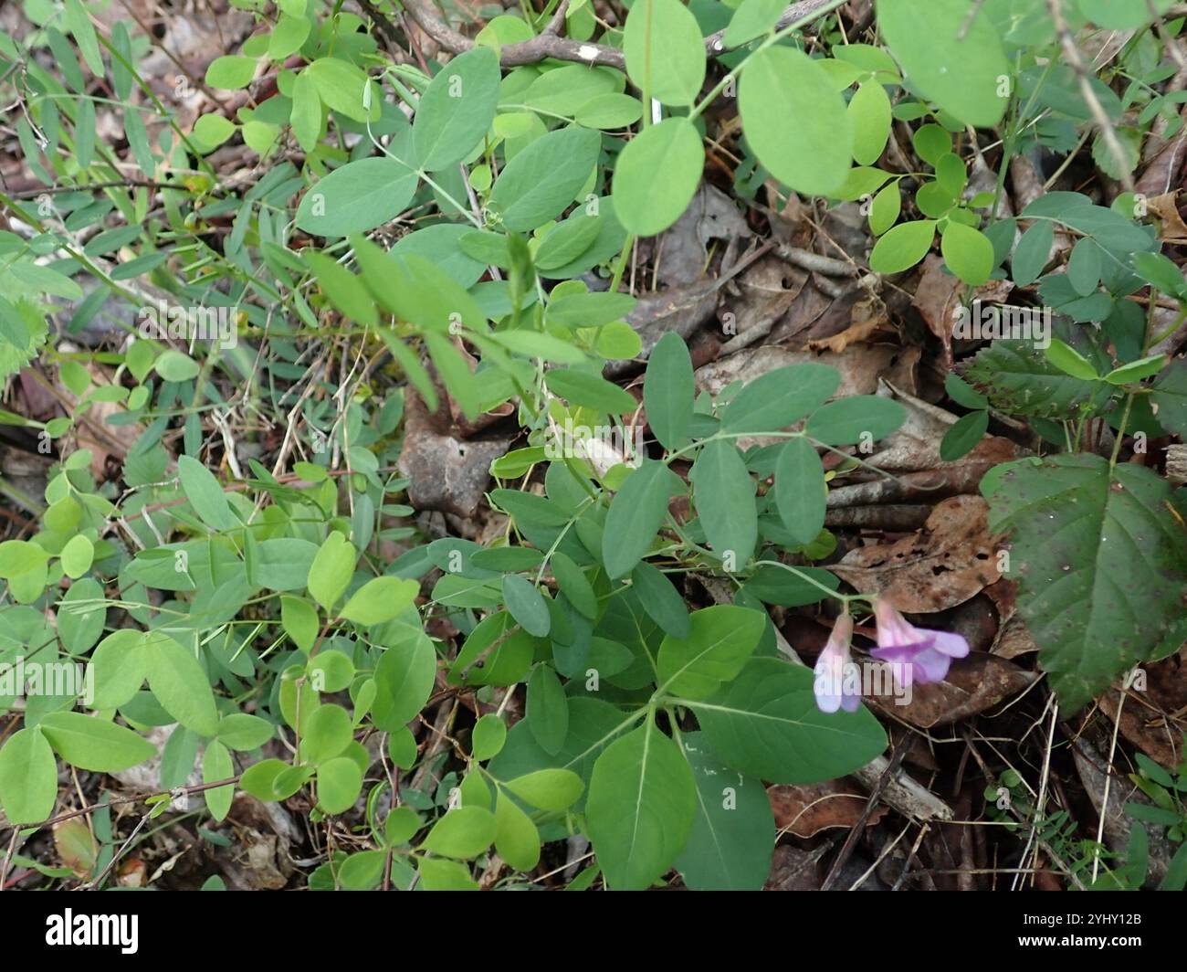 Sierra Nevada Peavine (Lathyrus nevadensis Stock Photo - Alamy