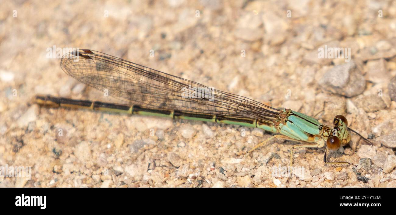 Blue-fronted Dancer (Argia apicalis Stock Photo - Alamy