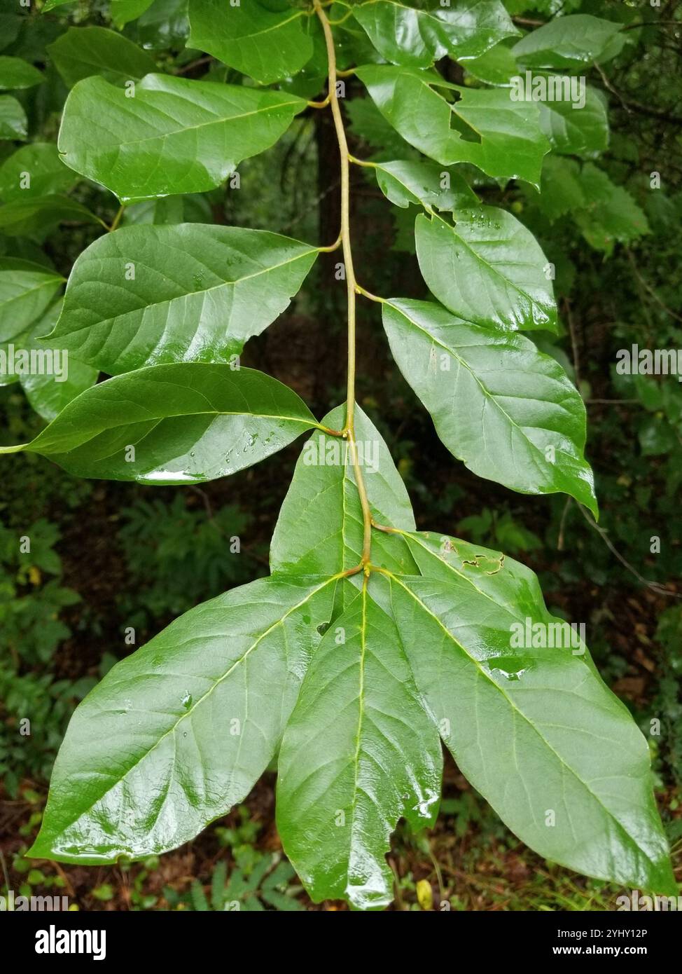 Black Tupelo (Nyssa sylvatica Stock Photo - Alamy