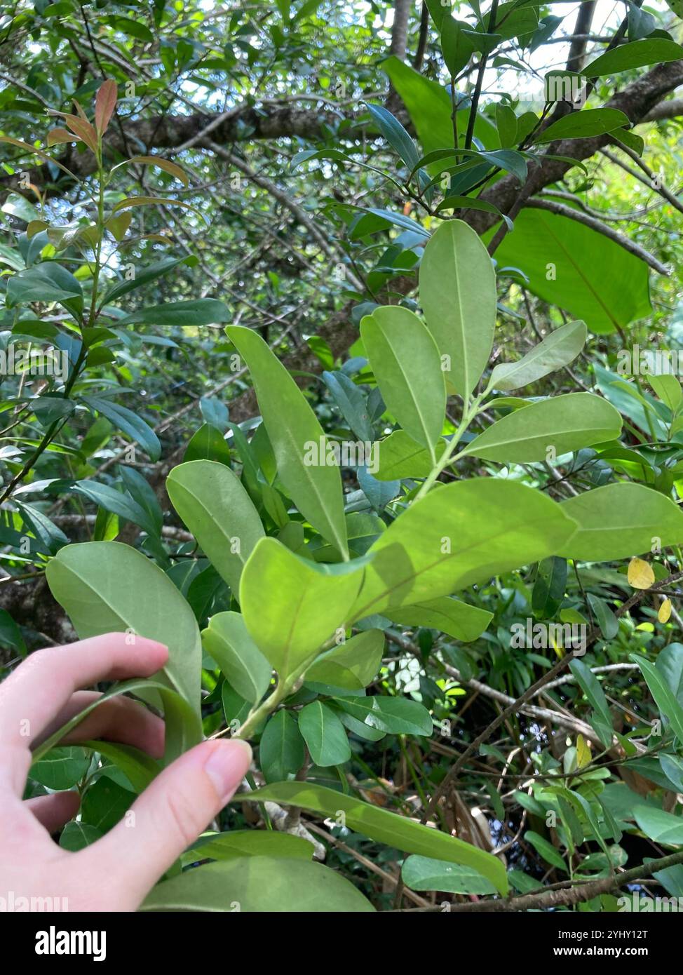dahoon holly (Ilex cassine Stock Photo - Alamy
