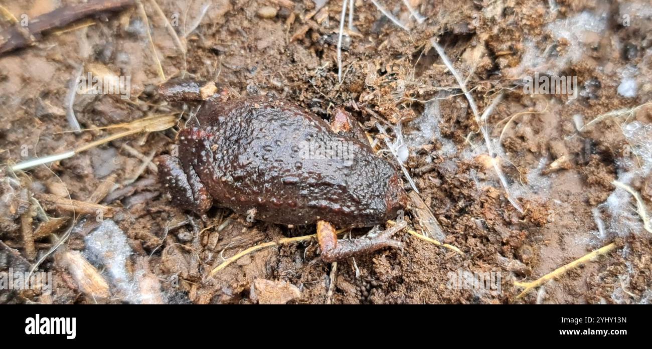 Brood frog hi-res stock photography and images - Alamy