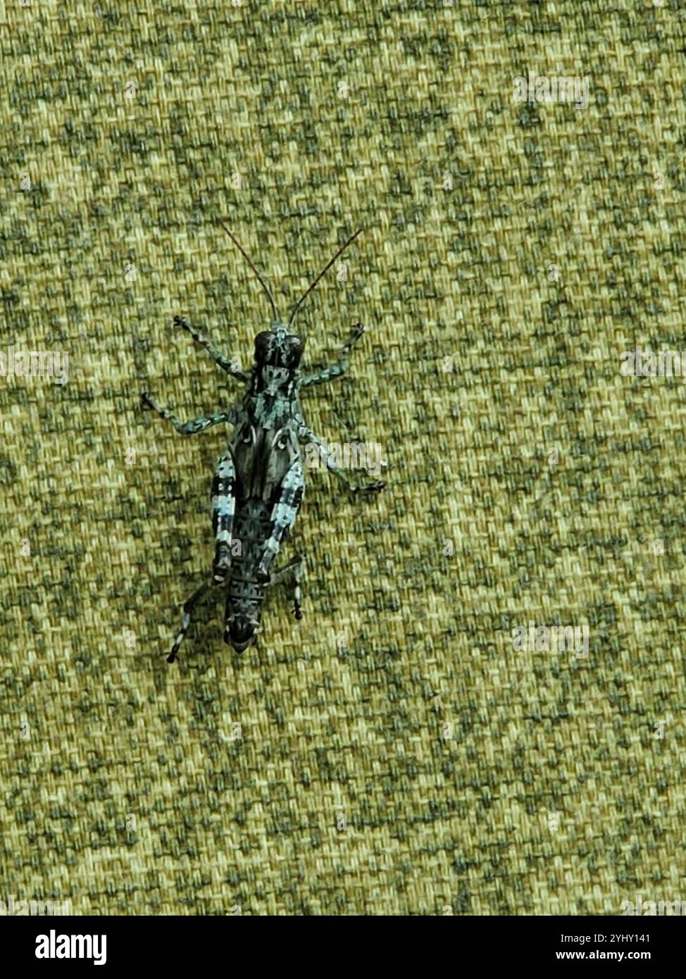 Pine tree Spur-throat Grasshopper (Melanoplus punctulatus Stock Photo ...