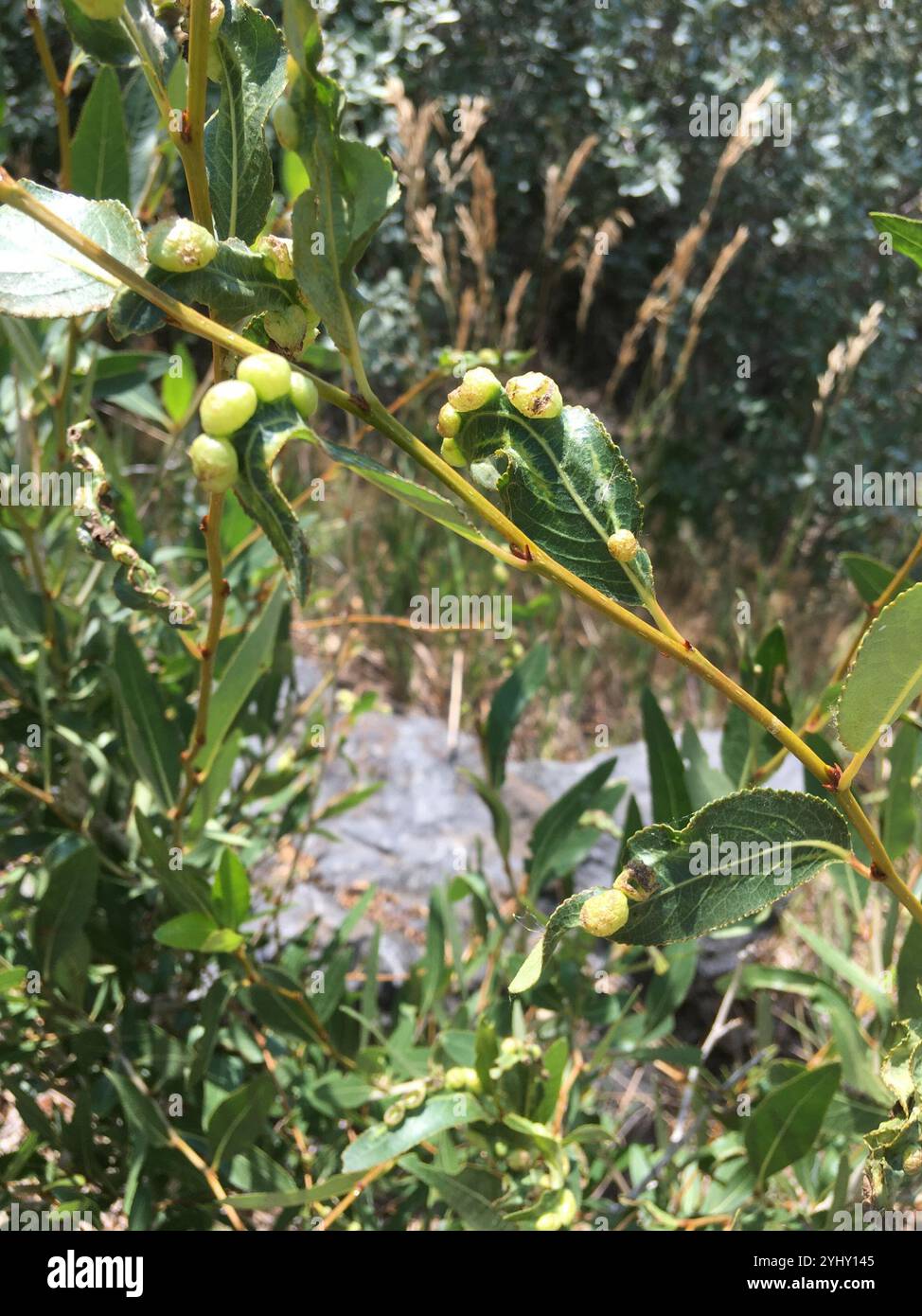 Willow Bead Gall Mite (Aculus tetanothrix Stock Photo - Alamy