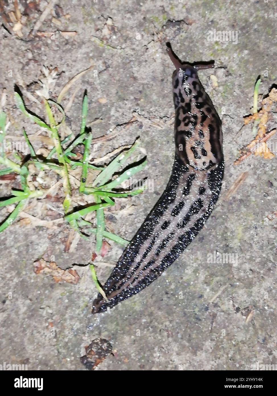 Leopard Slug (Limax maximus Stock Photo - Alamy