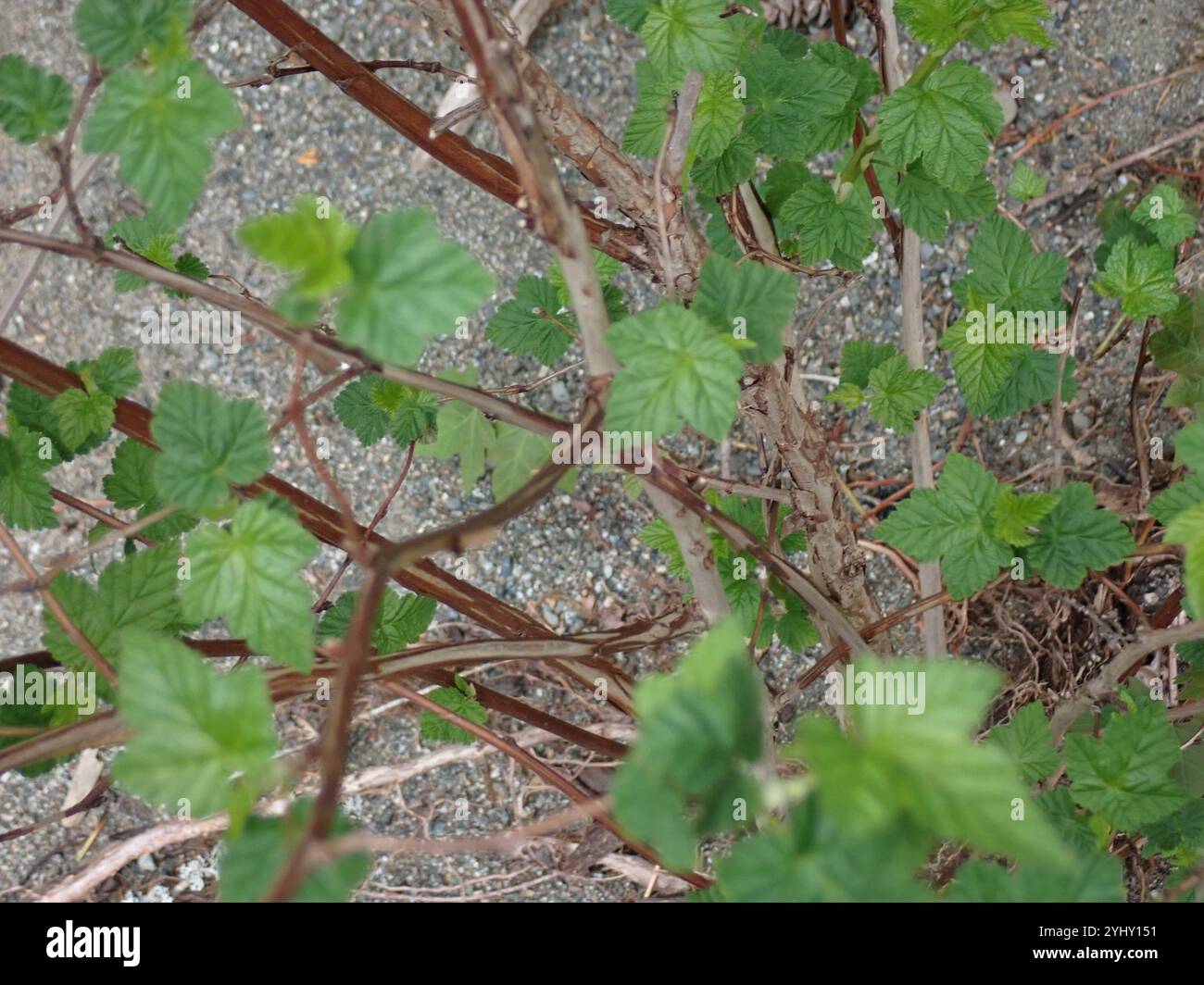 Pacific ninebark (Physocarpus capitatus Stock Photo - Alamy