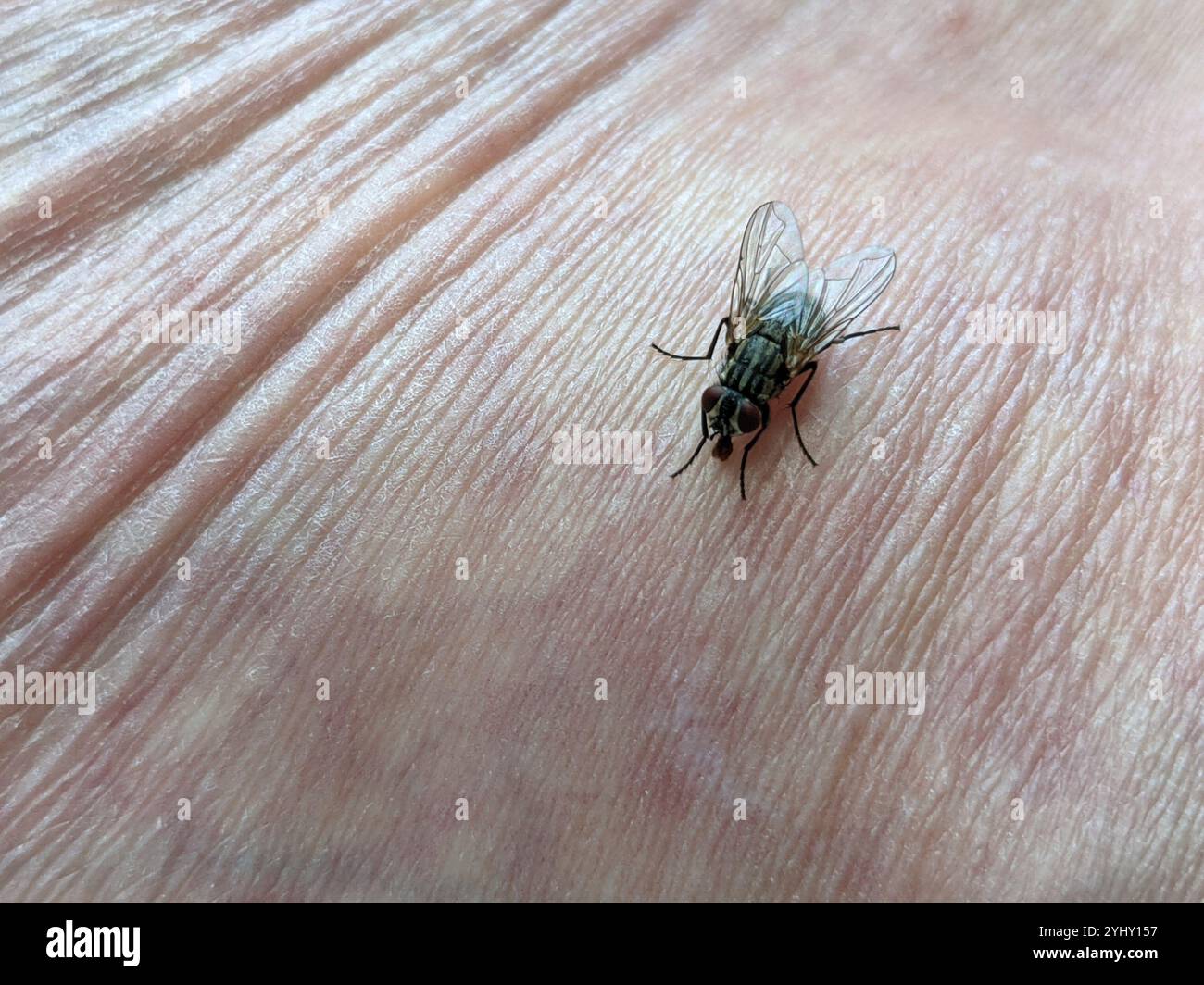 Common House Fly (Musca domestica Stock Photo - Alamy