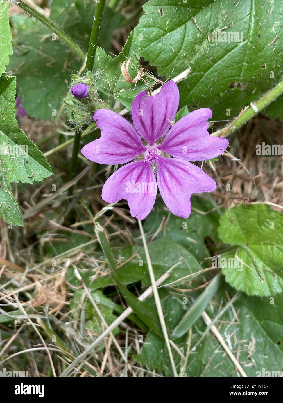 Common Mallow (Malva sylvestris Stock Photo - Alamy