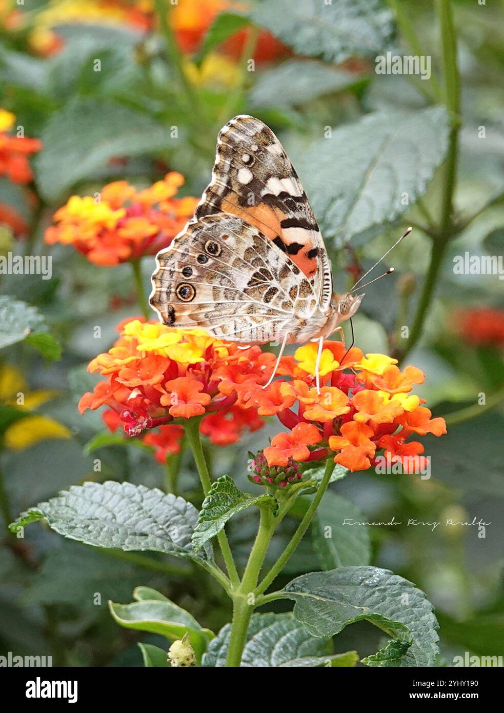 Painted Lady (Vanessa cardui Stock Photo - Alamy