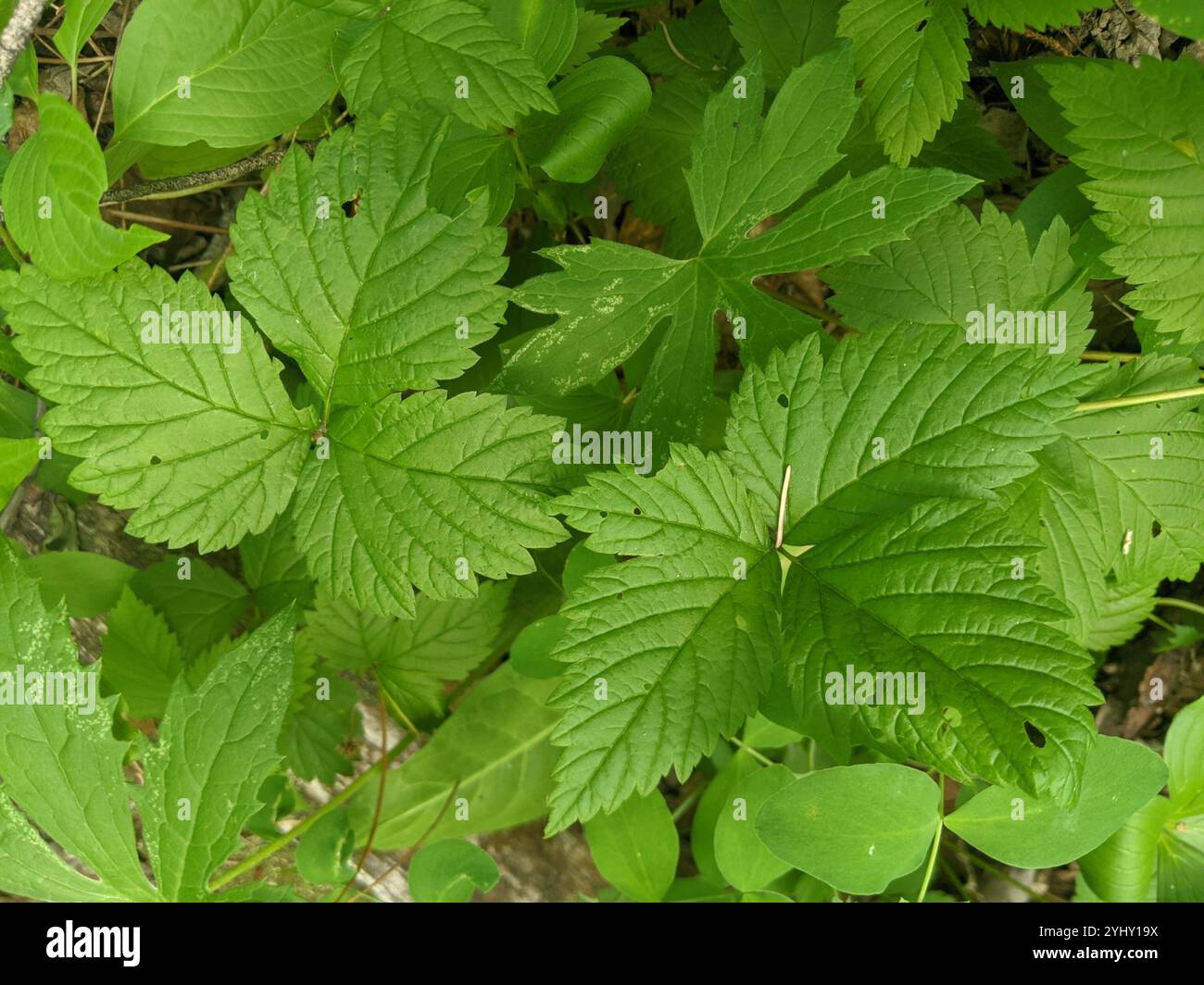 dwarf raspberry (Rubus pubescens Stock Photo - Alamy