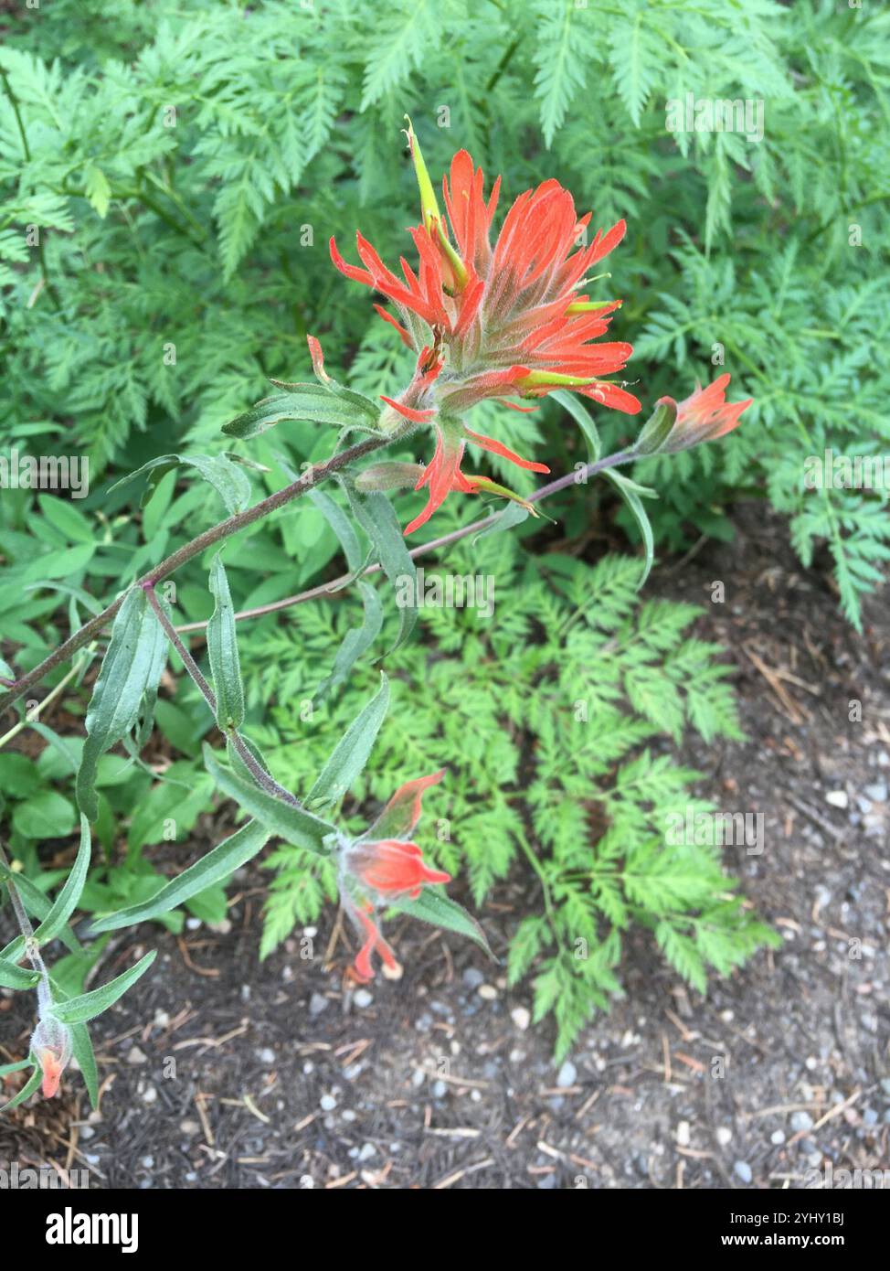 giant red Indian paintbrush (Castilleja miniata Stock Photo - Alamy